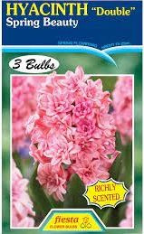 Hyacinth Double 'Spring Beauty - Big Jims Garden Centre
