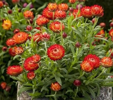 Bracteantha 'Orange' 1.5L - Big Jims Garden Centre