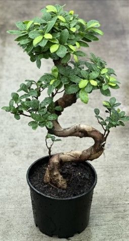 Ficus 'S Shape' 8L - Big Jims Garden Centre