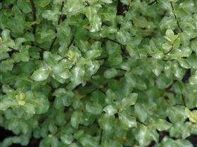 Pittosporum t 'Wrinkle Blue' 15L - Big Jims Garden Centre