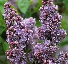 Syringa vulgaris 'Condorset' 6L - Big Jims Garden Centre