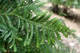 Libocedrus plumosa 1.5L - Big Jims Garden Centre