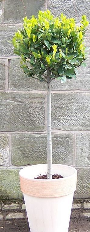 Laurus nobilis - Standard Tall 6L - Big Jims Garden Centre