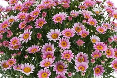 Argyranthemum 'Lollies Marshme 2.5L - Big Jims Garden Centre