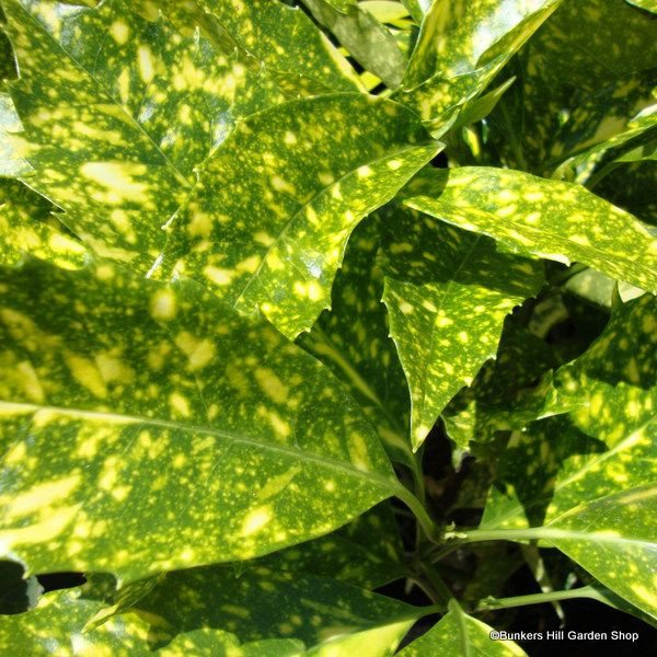 Aucuba japonica 'Golden King' PB8 - Big Jims Garden Centre