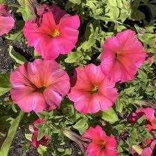 Petunia 'Beautical Ocean Blue' 14cm (115583) 14cm - Big Jims Garden Centre