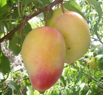 Plum 'Luisa' PB18 - Big Jims Garden Centre