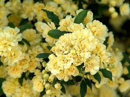 Rose banksia 'Lutea' 6L - Big Jims Garden Centre