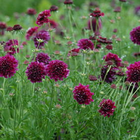 Scabiosa 'Crimson Cloud' 2L - Big Jims Garden Centre