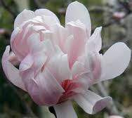 Magnolia stellata 'Waterlily' 6L - Big Jims Garden Centre