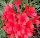 Our Product Range - Plants - Rhododendrons - Rhododendron Vireya - Big ...