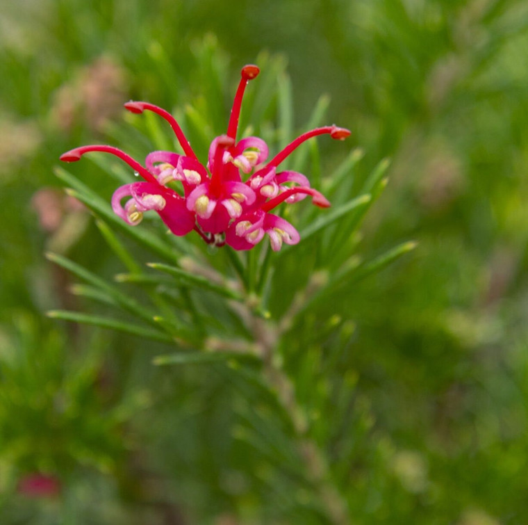 Grevillea 'Canberra Gem' 2.5L - Big Jims Garden Centre