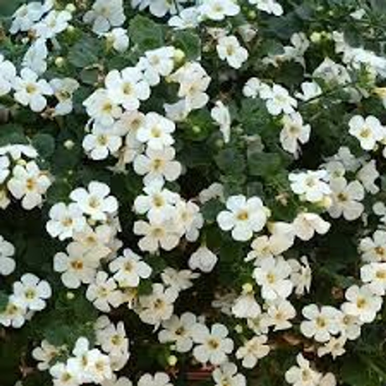 Bacopa Megacopa 'White' 2L - Big Jims Garden Centre