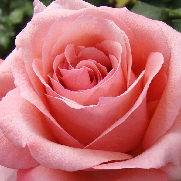 Rose 'Imagine' 6L - Big Jims Garden Centre