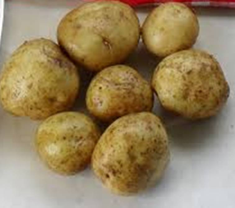 Seed Potato - Agria 3kg - Big Jims Garden Centre