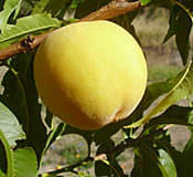 Peach 'Golden Queen' PB18 - Big Jims Garden Centre