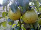 Pear 'Winter Cole' PB18 - Big Jims Garden Centre