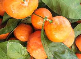 Citrus 'Mandarin Encore' PB12 - Big Jims Garden Centre