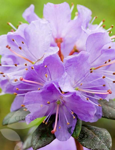 Rhododendron 'Blue Diamond' 8L - Big Jims Garden Centre