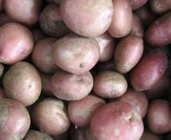 Seed Potato - Red Rascal 3kg - Big Jims Garden Centre