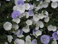 Convolvulus 'Two Moons' 9cm - Big Jims Garden Centre