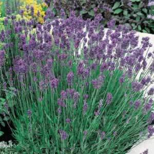 Lavender munstead 'Dwarf' 9cm - Big Jims Garden Centre