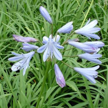 Agapanthus 'Streamline' GOL - Big Jims Garden Centre