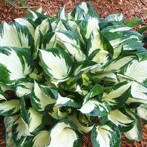 Hosta 'Loyalist' 2.5L - Big Jims Garden Centre