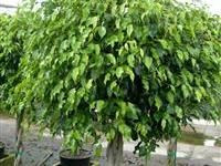 Ficus 'Exotica Monique' 25cm - Big Jims Garden Centre