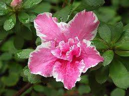 Azalea 'Inga' 1.3L - Big Jims Garden Centre