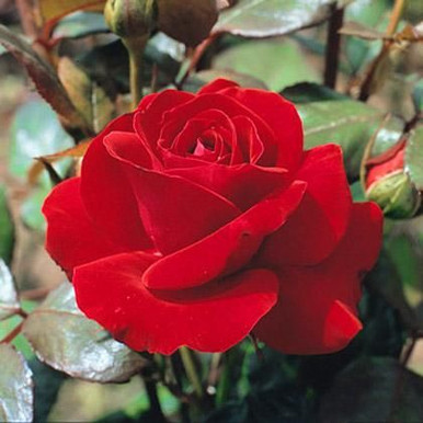 Rose 'Barkarole' 6L - Big Jims Garden Centre