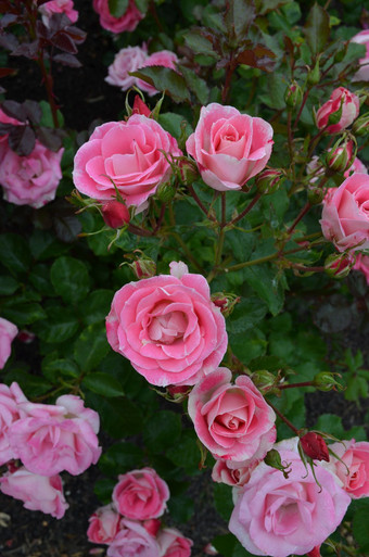 Rose 'Eye Candy' - Patio Stand 6L - Big Jims Garden Centre
