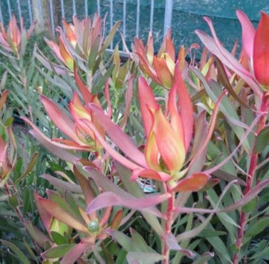 Leucadendron 'Blush Of Dawn' 3.5L - Big Jims Garden Centre