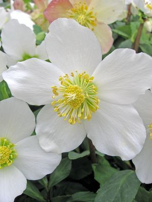 Helleborus niger 'Jacob' 2.5L - Big Jims Garden Centre