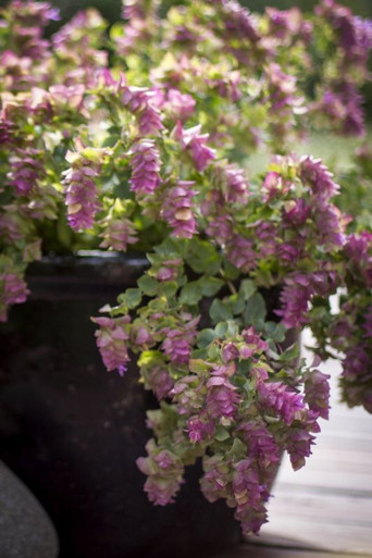 Origanum 'Bellissimo' 2.5L - Big Jims Garden Centre