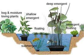 Aquatic Plant - Submerged 1.5L - Big Jims Garden Centre