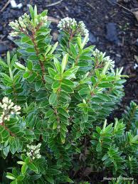 Hebe diosmifolia 'Minor' 2.5L - Big Jims Garden Centre