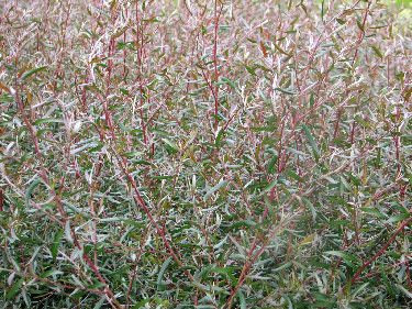 Leptospermum 'Copper Sheen' 3.5L - Big Jims Garden Centre