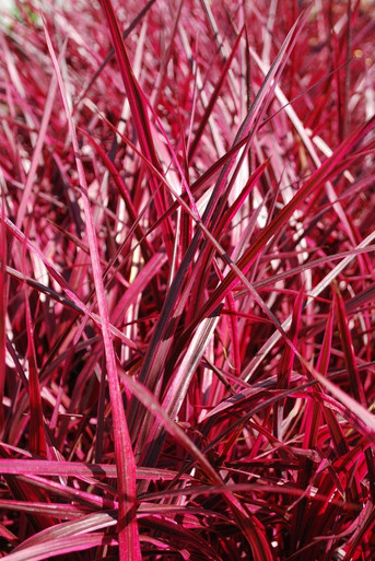 Cordyline 'Raspberry Fountain' 2.5L - Big Jims Garden Centre