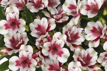 Alstroemeria inticancha 'Maya' 2.5L - Big Jims Garden Centre