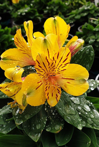 Alstroemeria 'Inca Gold Rush' 2.5L - Big Jims Garden Centre