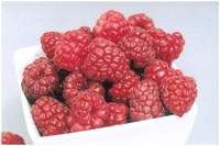 Raspberry 'Aspiring' 3L (92238) 3L - Big Jims Garden Centre