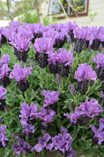 Lavender 'Plumberry Ruffles' 2L - Big Jims Garden Centre