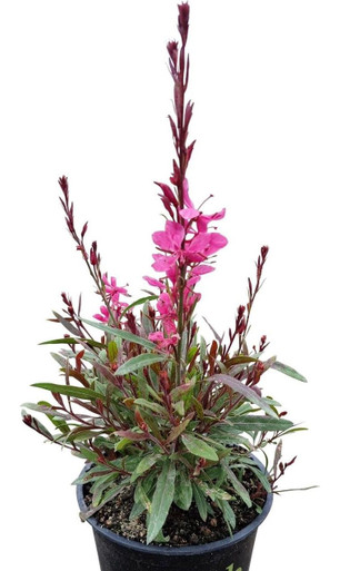 Gaura 'Steffi Dark Rose' 14cm - Big Jims Garden Centre