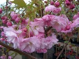 Prunus 'Pink Perfection' - 1.5 PB18 - Big Jims Garden Centre