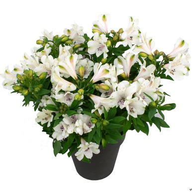 Alstroemeria 'Inca Candy' 2.5L (96272) 14cm - Big Jims Garden Centre