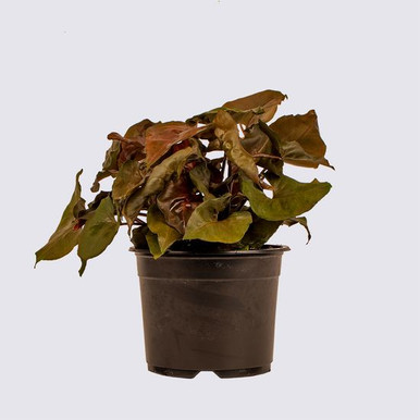 Syngonium 'Maria' 1.3L - Big Jims Garden Centre