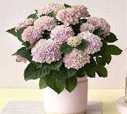 Hydrangea 'Magical Revolution 2.5L (96749) 2.5L - Big Jims Garden Centre
