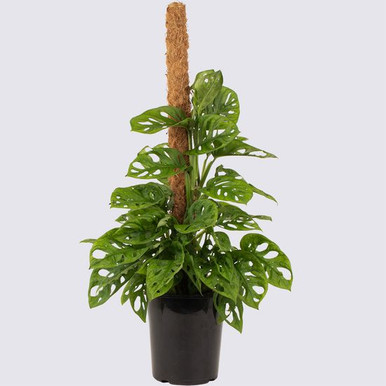 Monstera 'Monkey Mask' - Pole 6L - Big Jims Garden Centre