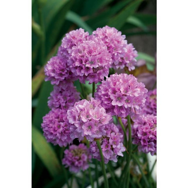 Armeria 'Bees Lilac' 2L - Big Jims Garden Centre